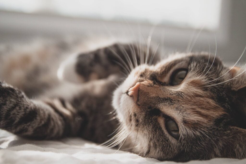 Are Cats Causing Brain Cancer and Tumor? - Research Confirms The Link