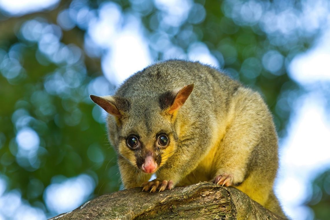31 Animals That Live Longest And Shortest on Earth